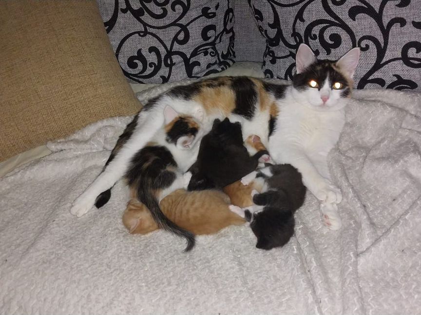 Котята