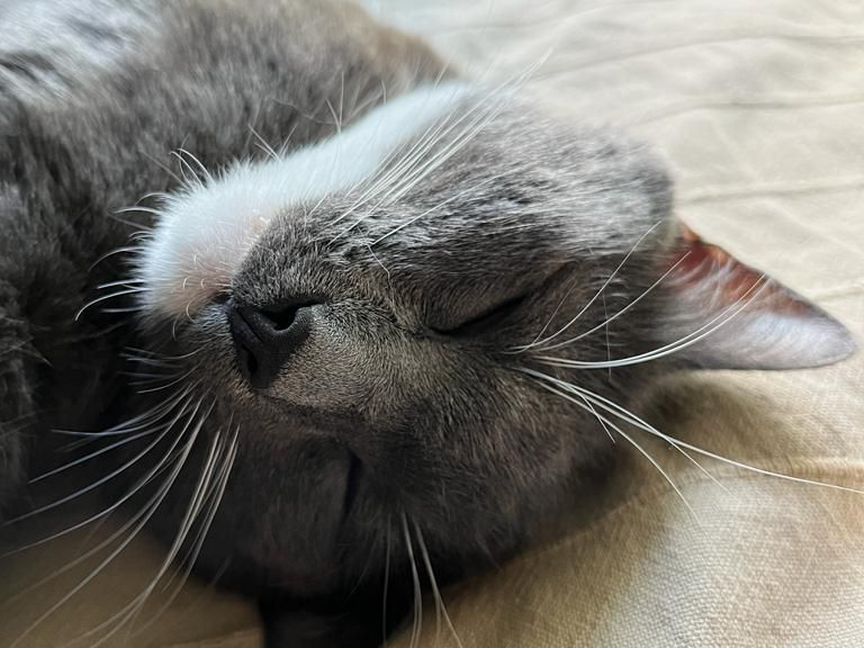 Котик в добрые руки