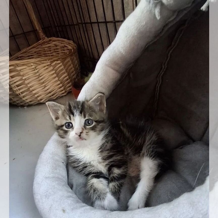 Европейский короткошёрстный котёнок
