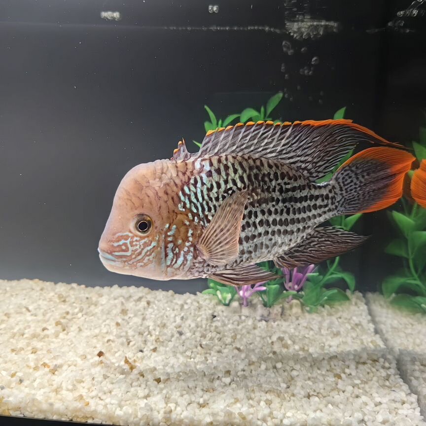 Акара бирюзовая 15 см