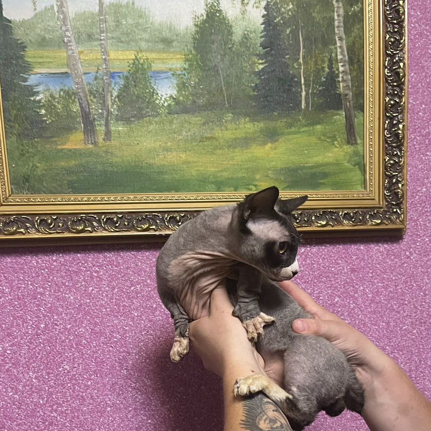 Канадский сфинкс