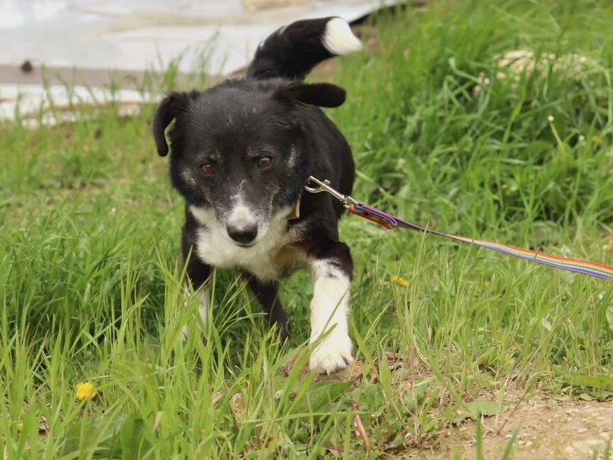 Одри хочет на ручки