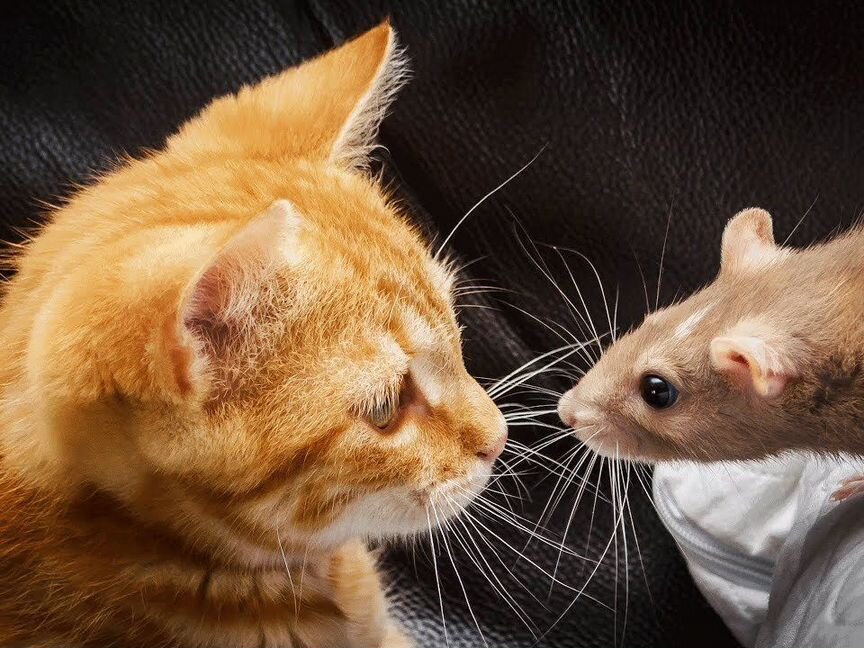 Котик Рыжик- около 1 года