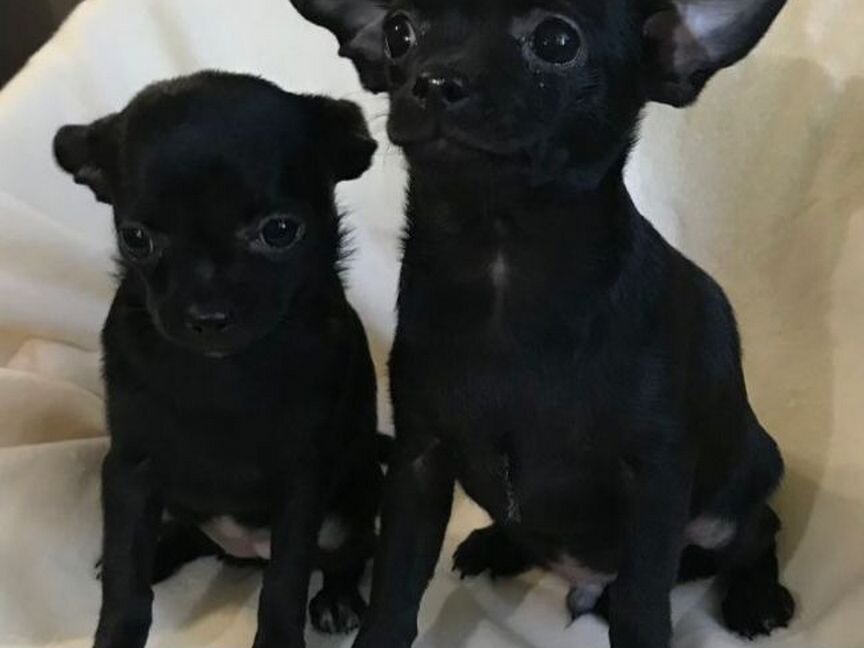 Чихуахуа мини и стандарт