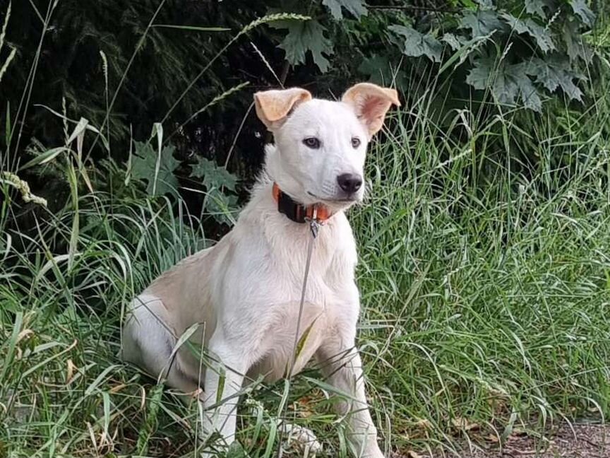 Очаровательная блондинка, щенок 4 месяца в дар