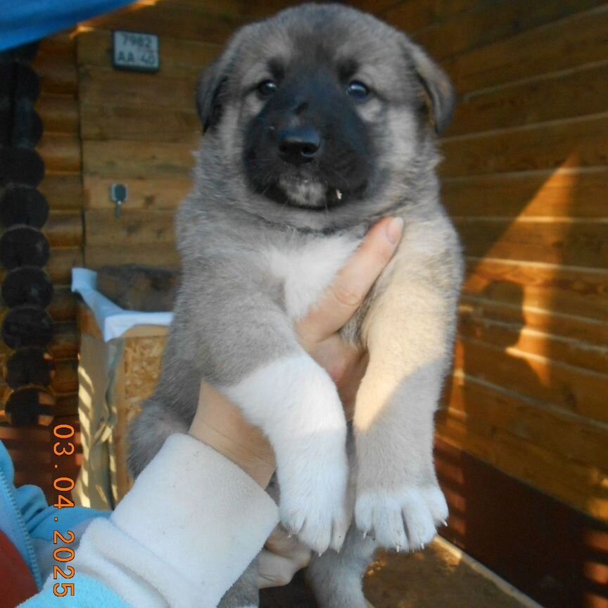 Щенки в добрые руки