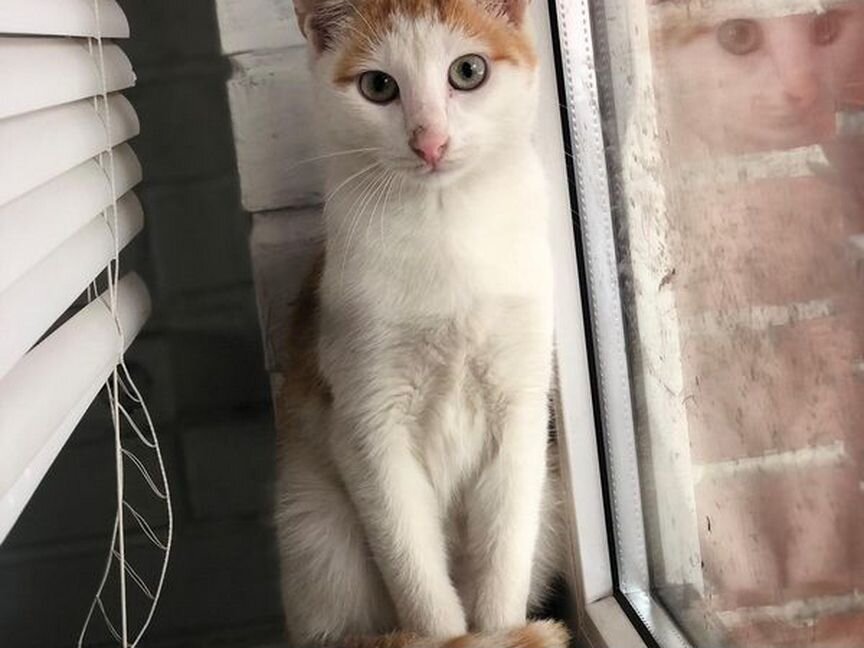 Котёнок Латте в добрые руки бело-рыжий