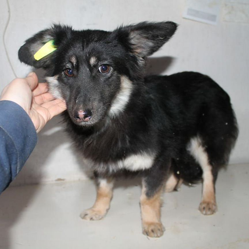 Маленькая добрая собачка