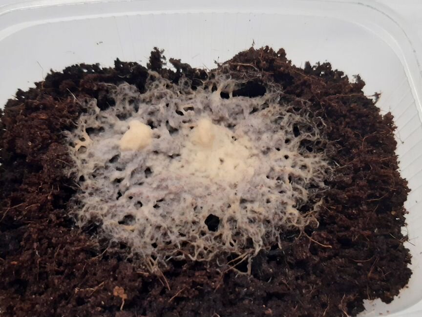 Гриндальский червь - культура для разведения