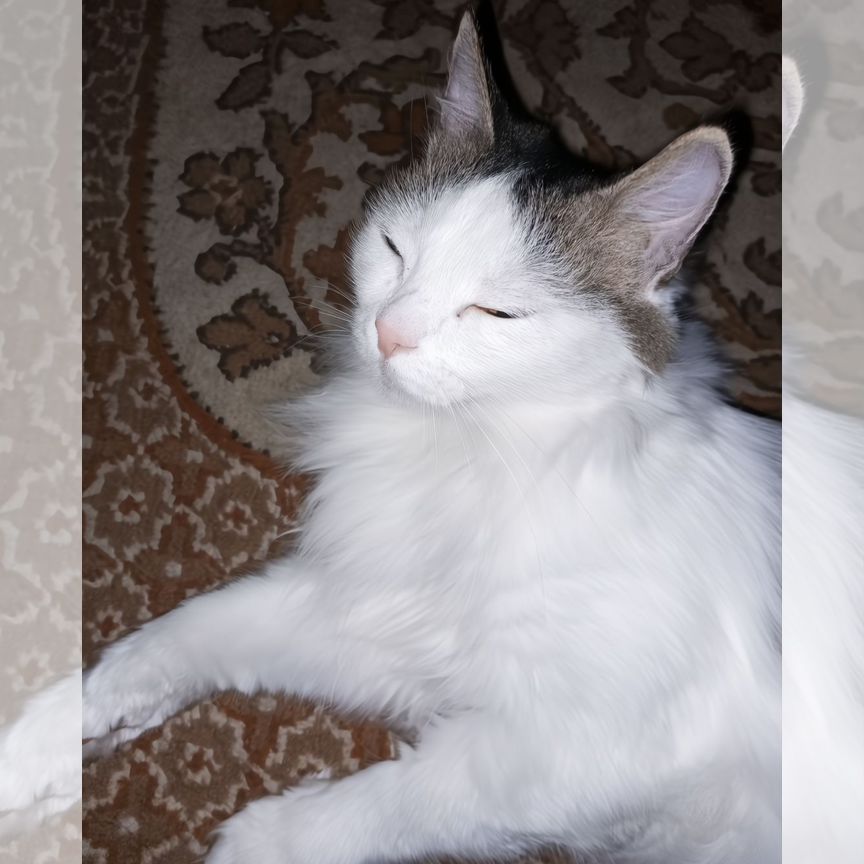 Взрослая, кошка в добрые руки