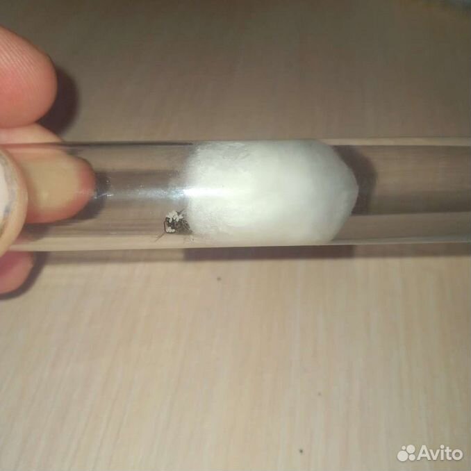 Муравьиная Королева Lasius niger