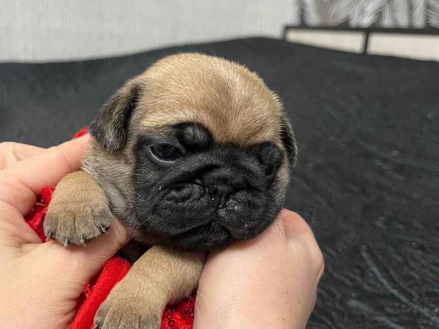 Щенки мопса