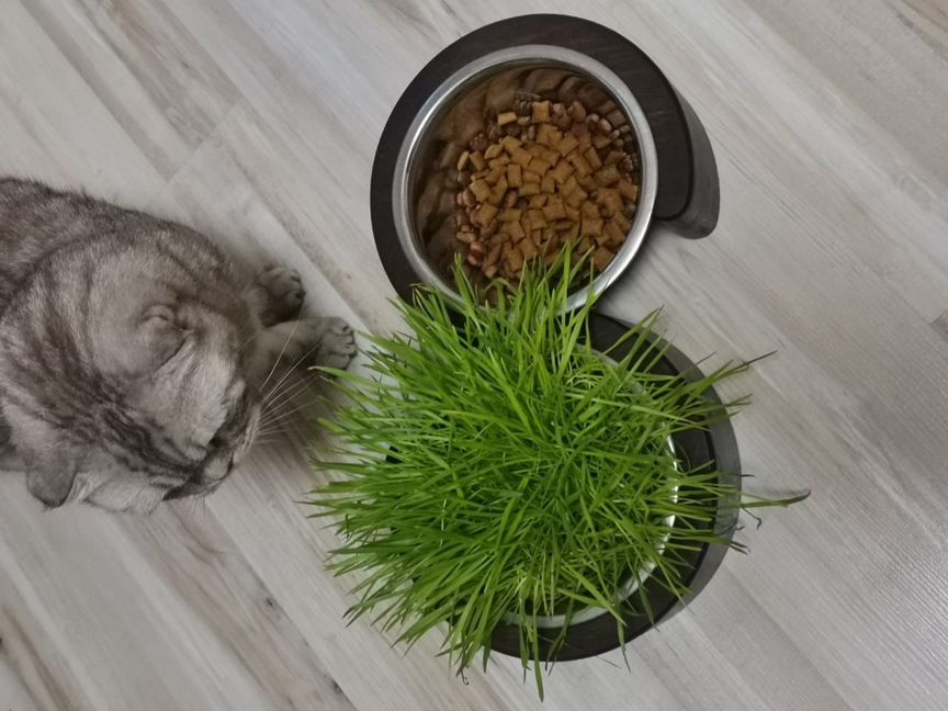 Миска двойная на подставке.Миска тройная