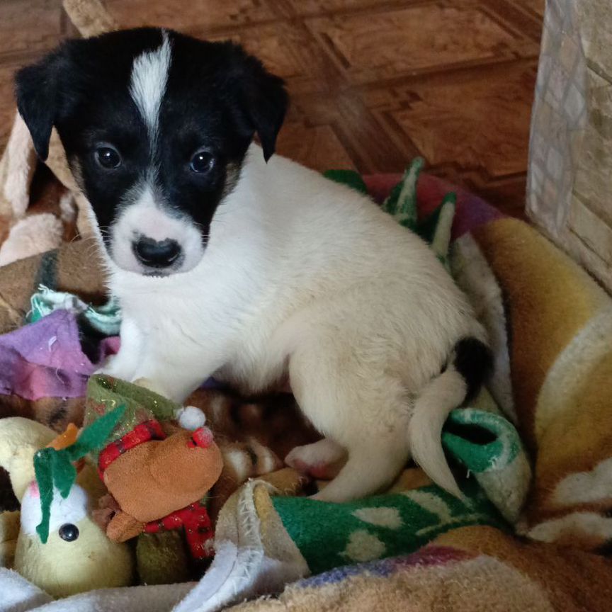 Щенок в добрые руки