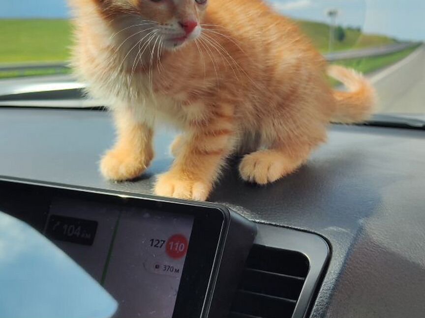 Рыжий мальчишка ищет дом