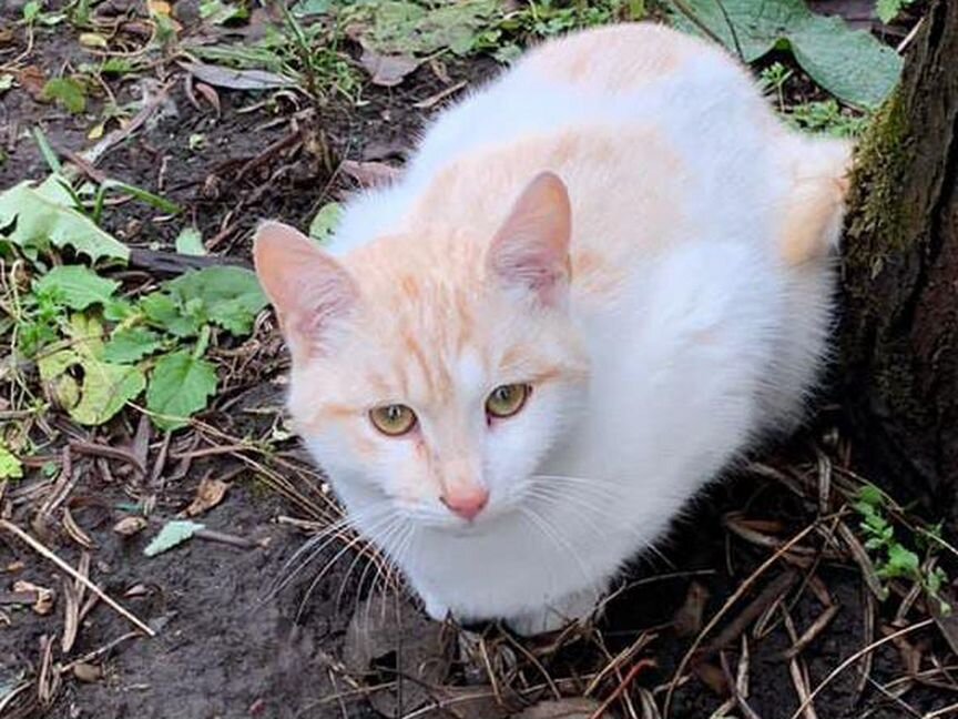Котик, возраст 6 месяцев, уже ловит мышей