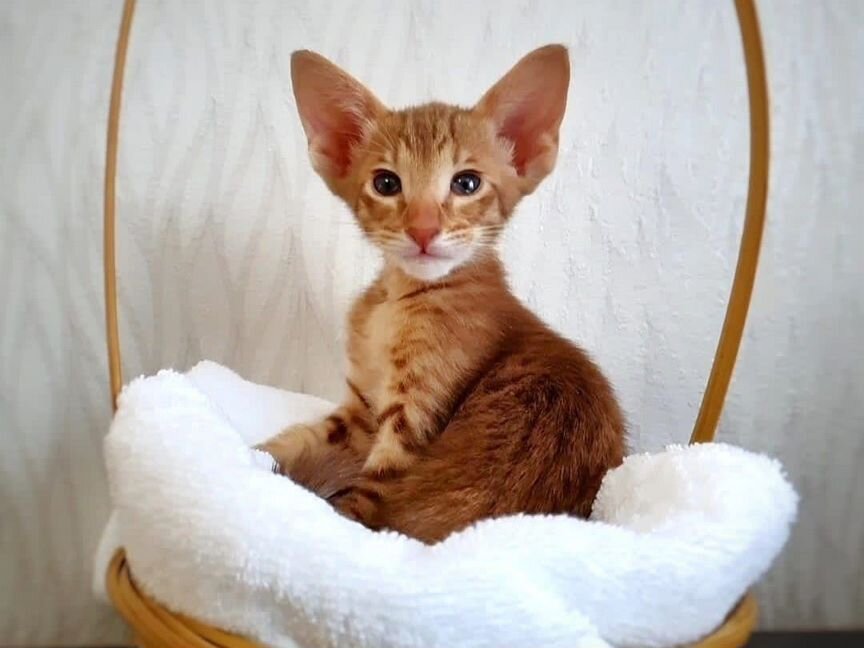 Ориентальный котенок мальчик