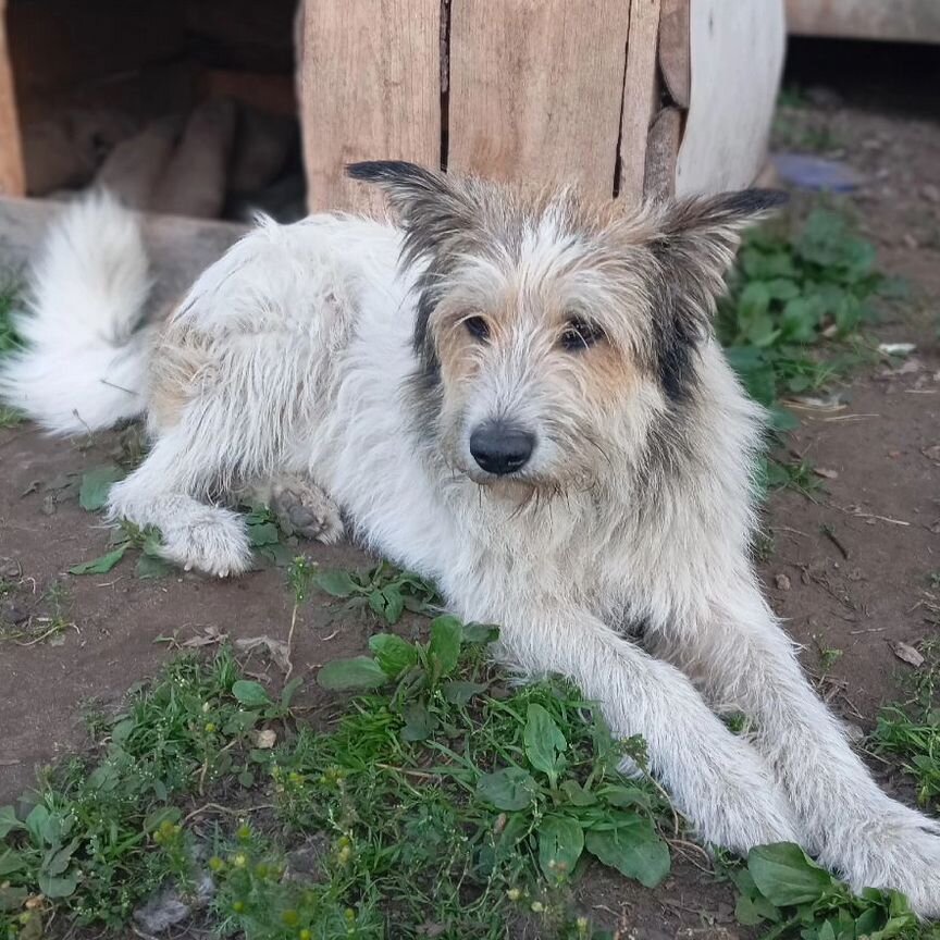 Взрослый пёс в добрые руки