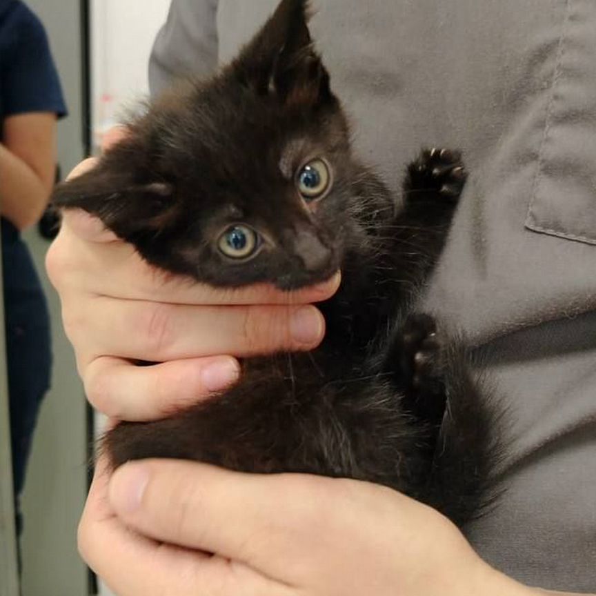 Черный котенок ищет дом