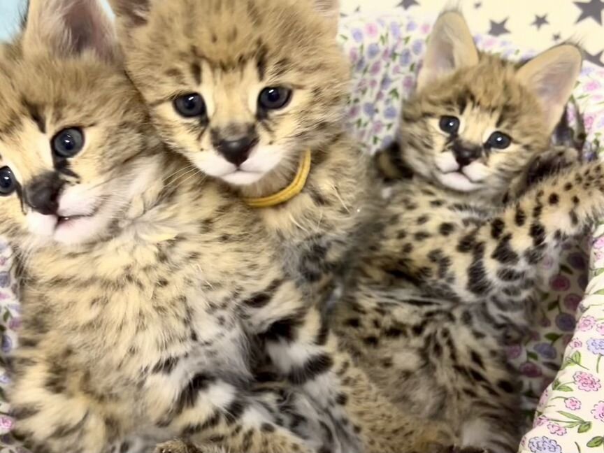 Котята Savanna f1