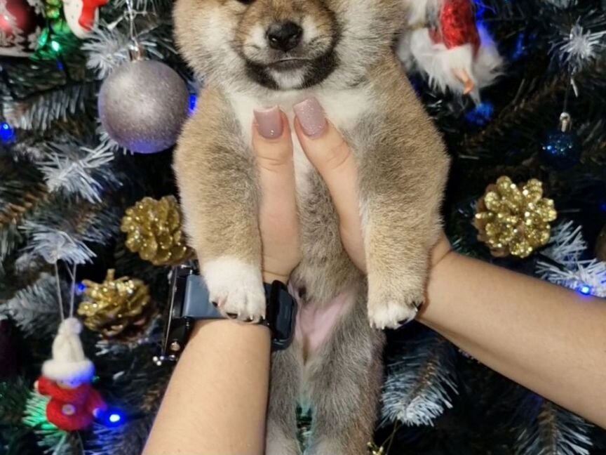 Красивейшая девочка сиба - ину