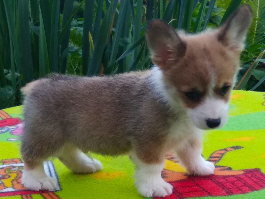 Корги - веселые малыши (РКФ)