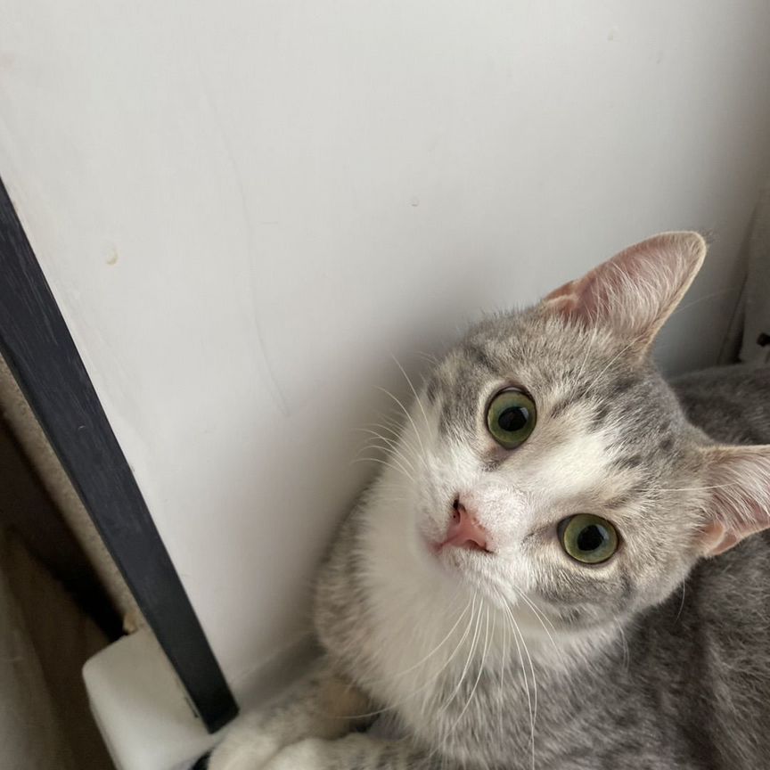 Ласковые котята ищут дом