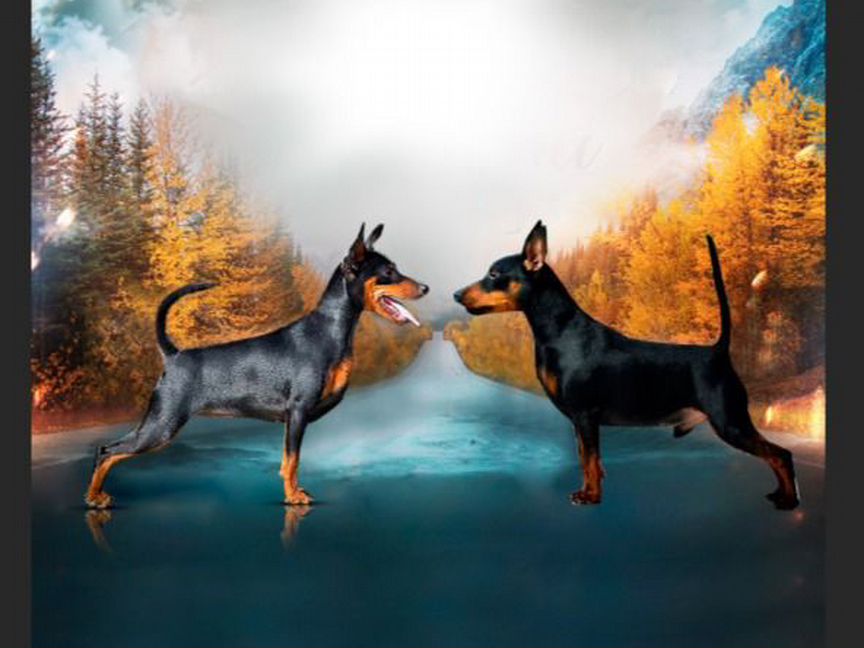 Щенки цвергпинчера