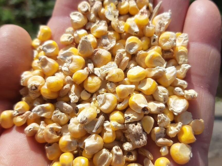 Кукуруза кормовая (фуражная)