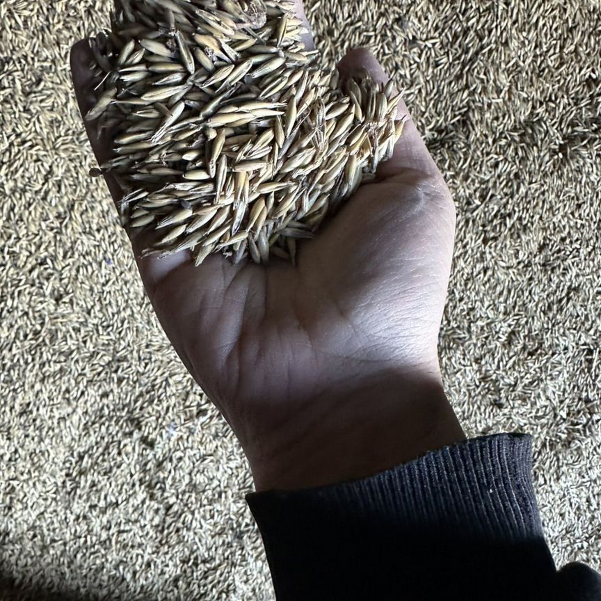 Овес фуражный
