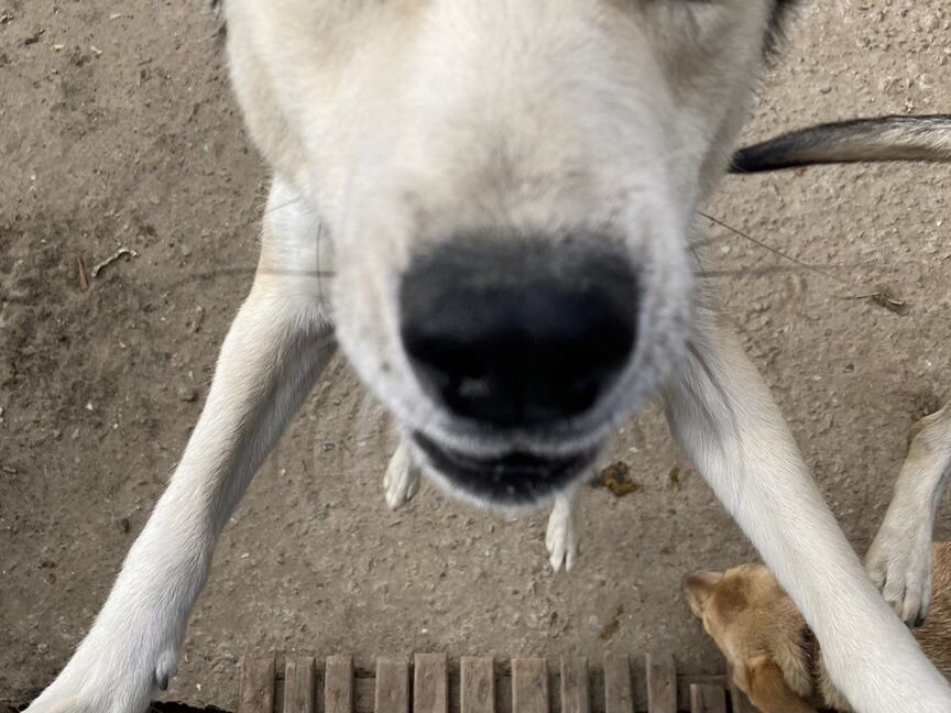 Сибирский хаски