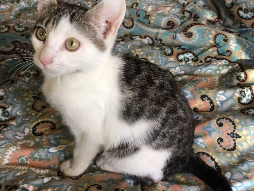 Котенок - котик