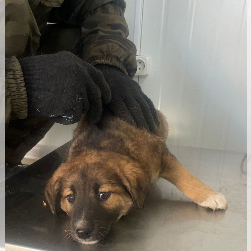 Щенок в добрые руки