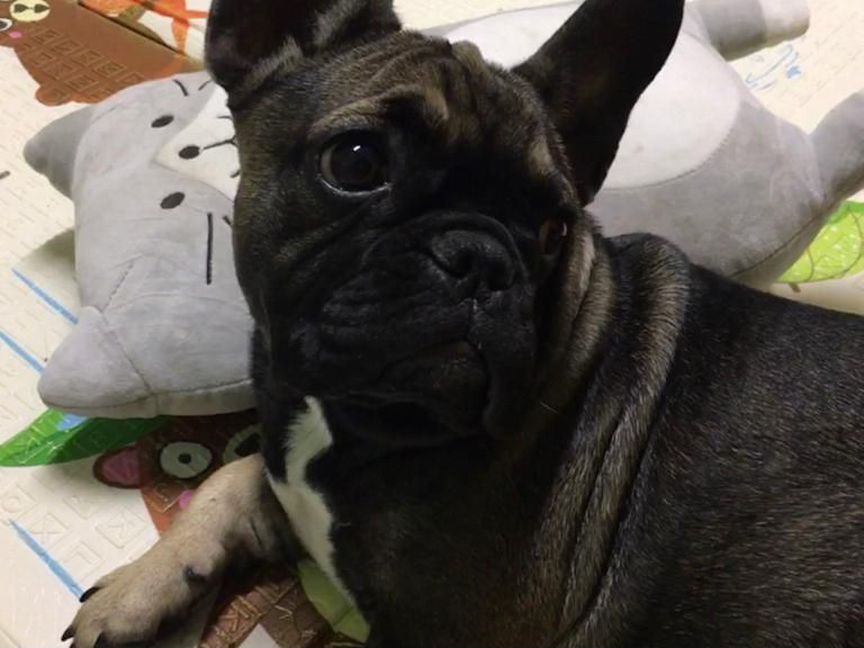 Французский бульдог щенок