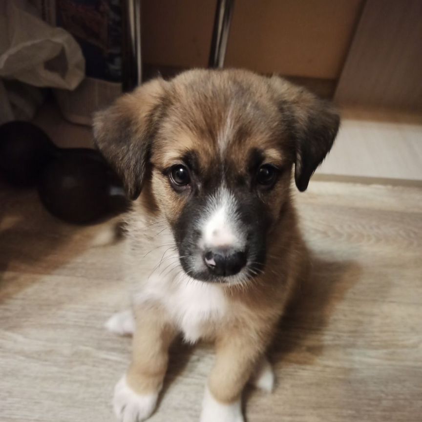 Щенок в добрые руки