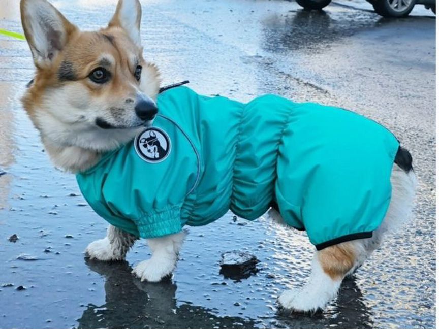 Дождевик для собаки