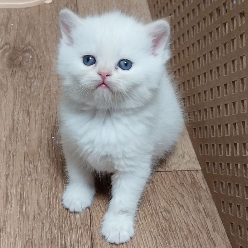 Шотландские породистые котята