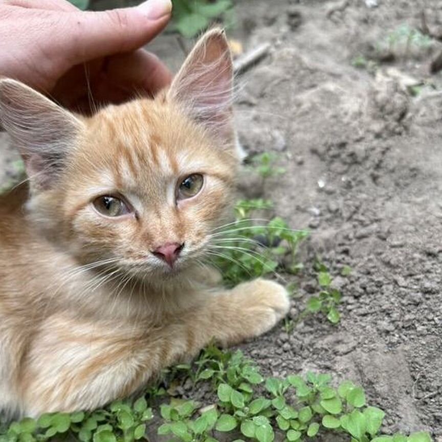 Рыжик мальчик