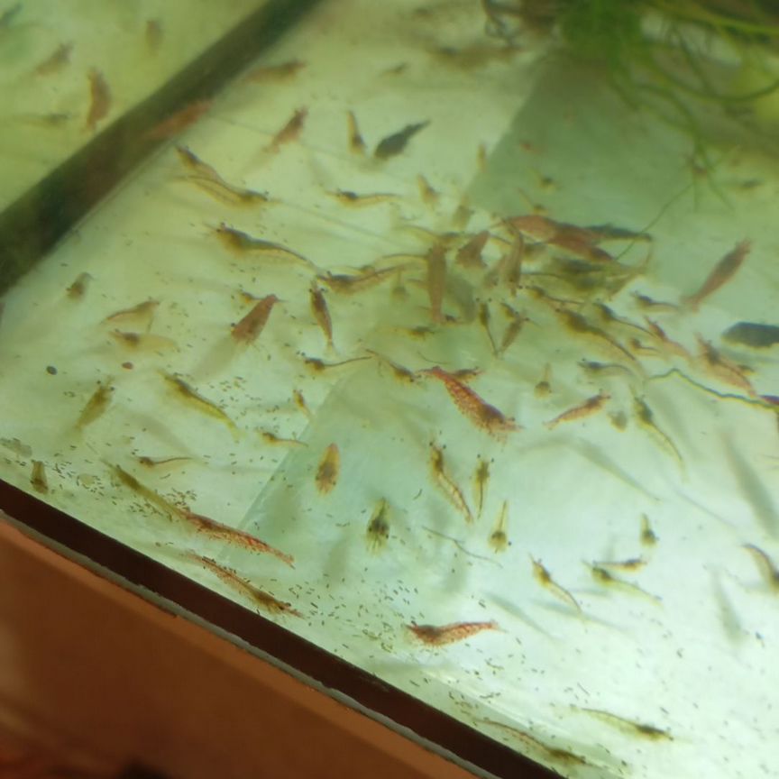 Креветки8руб