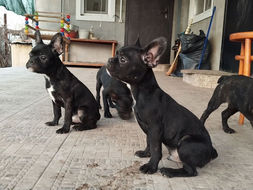 Французский бульдог щенки
