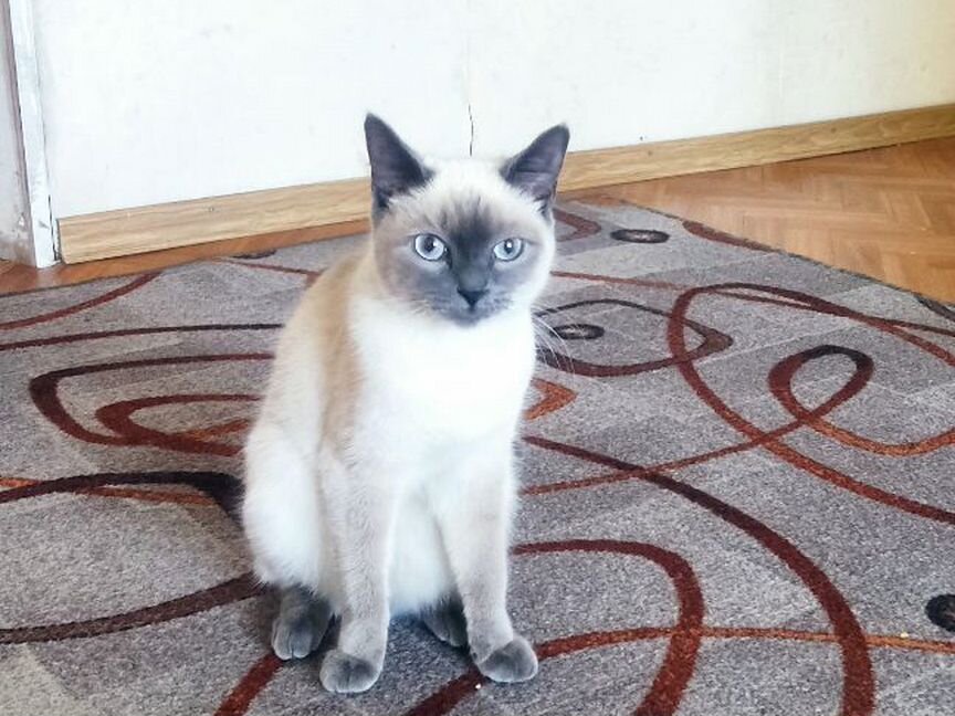 Красивая молодая сиамская кошечка