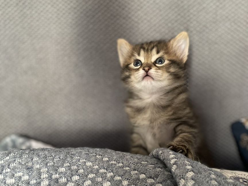 Милые котята ищут любящую семью