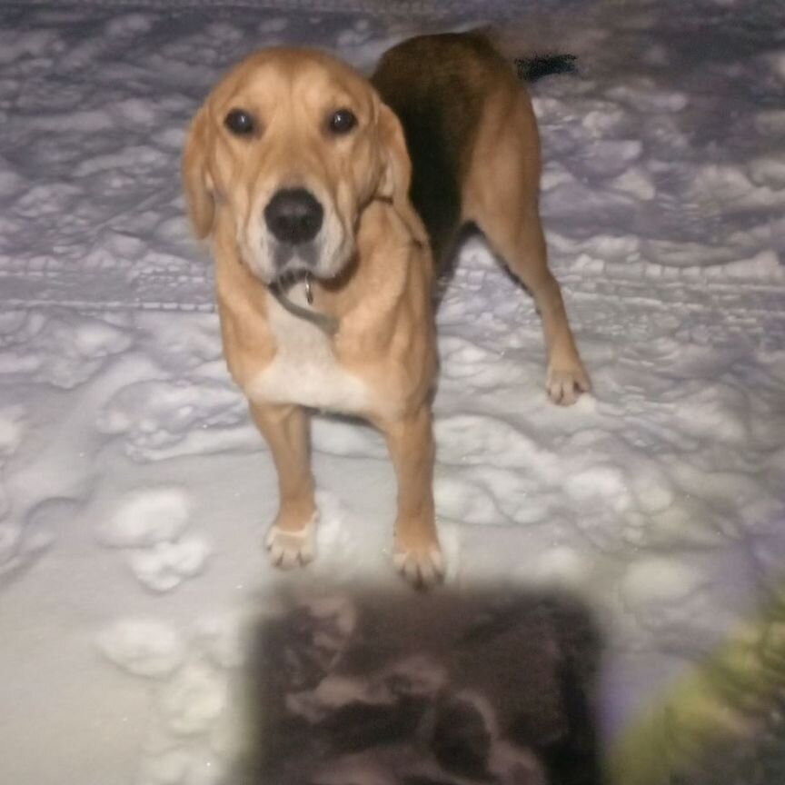 Русская гончая, взрослая собака