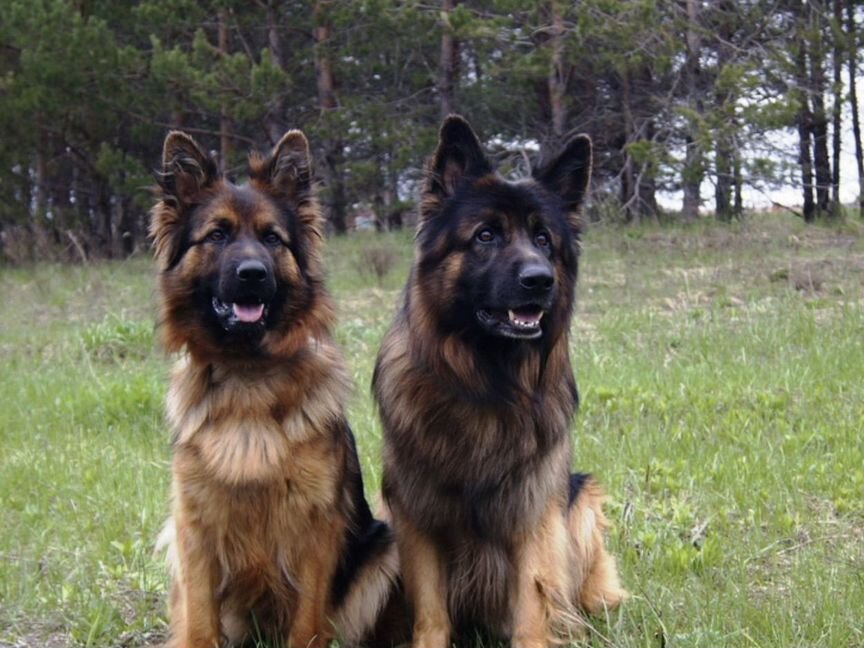 Немецкая овчарка
