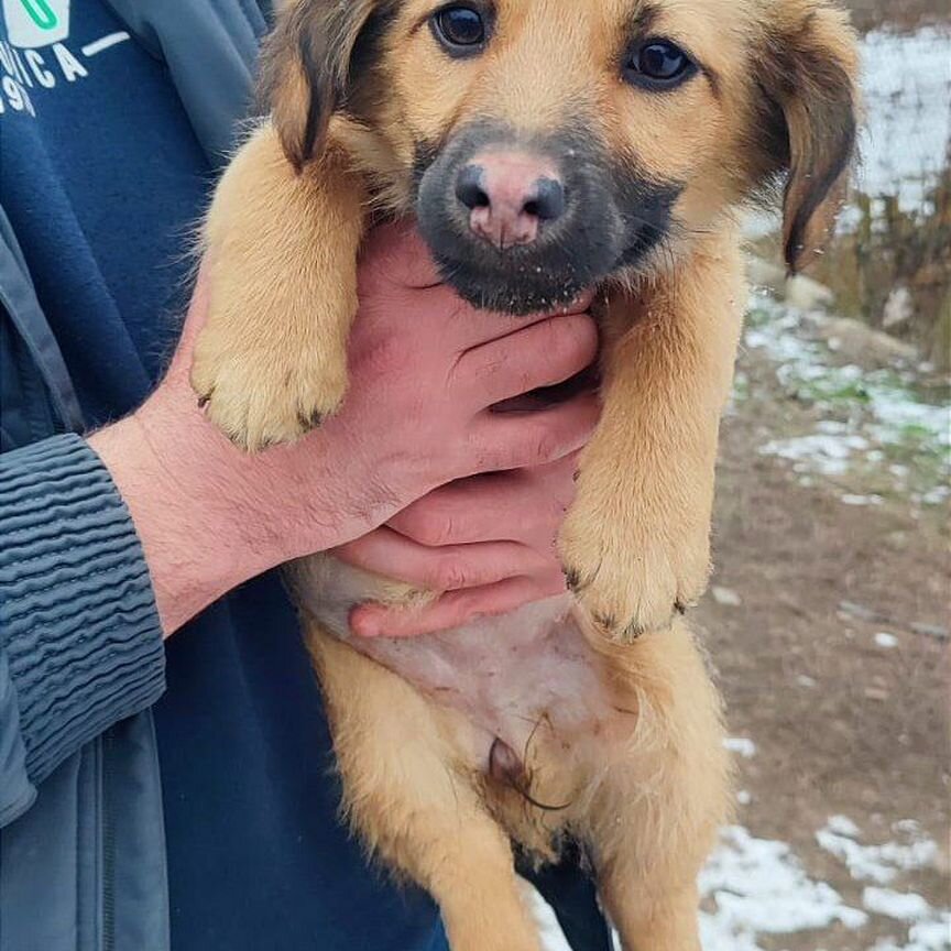 Щенки 3 месяца