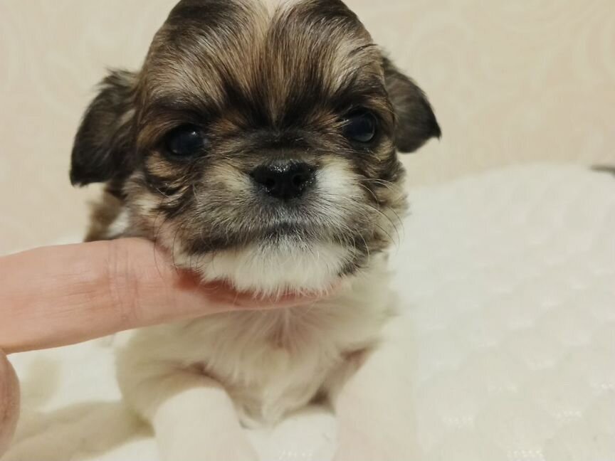 Щенки чихуахуа девочки РКФ