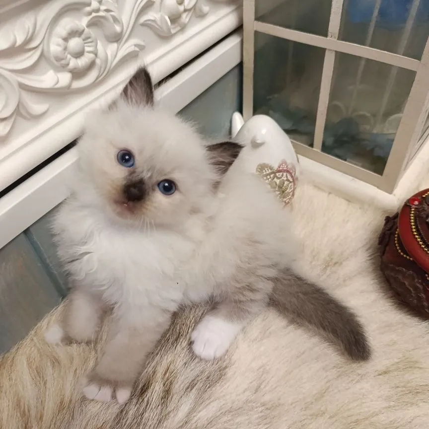 Котята рэгдолл