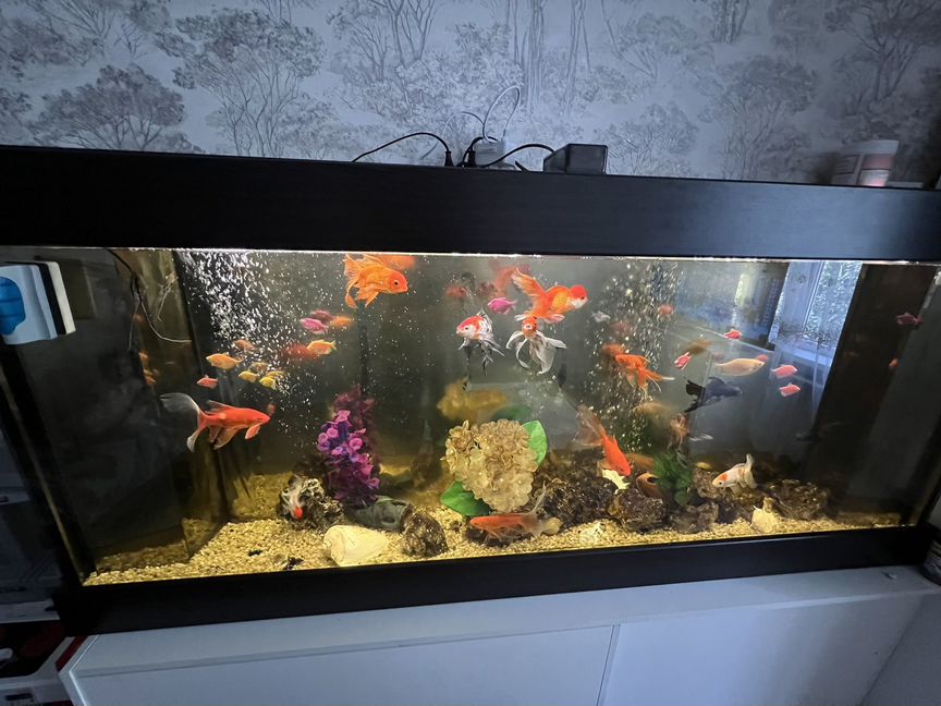 Аквариум с рыбками 350 литров
