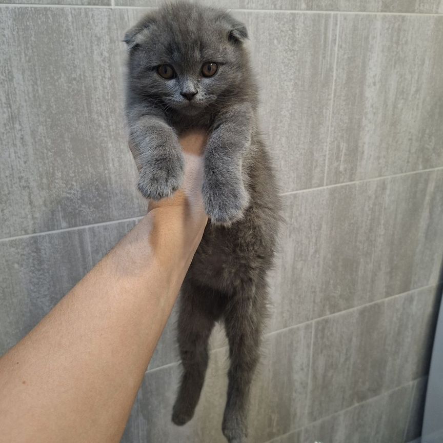 Шотландский вислоухий короткошёрстный котёнок