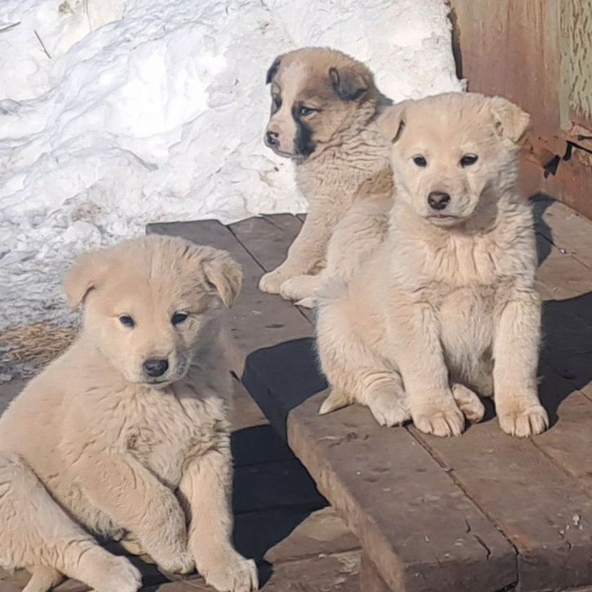 Среднеазиатская овчарка, щенок